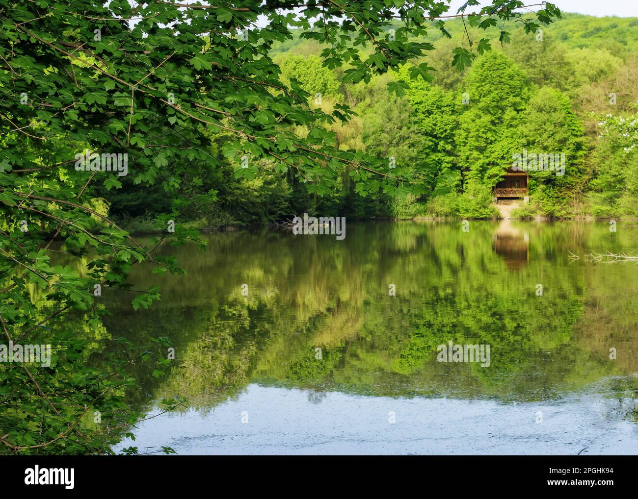pond in beech woods. nature scenery with trees reflecting on the water ...