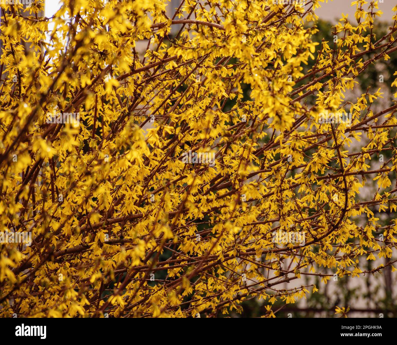 forsythia bush closeup. bright yellow blossom in spring Stock Photo - Alamy