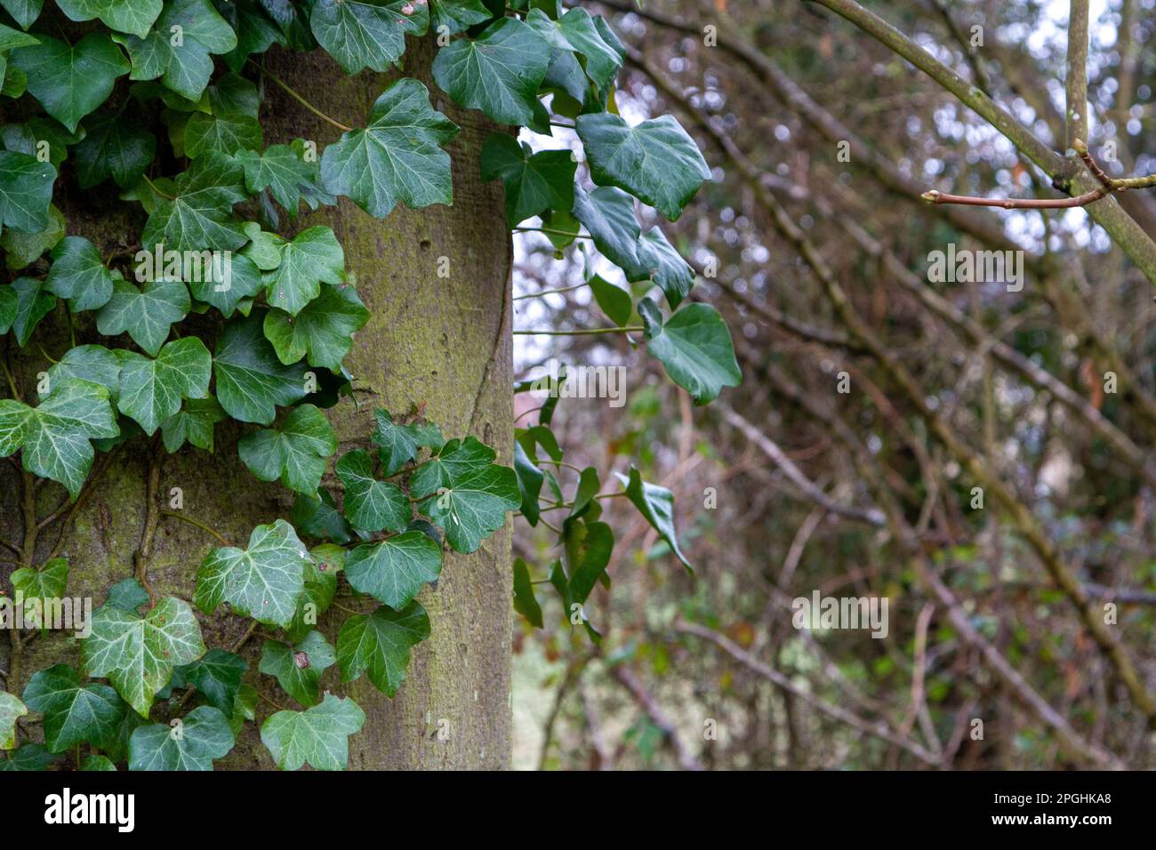 Ivy growing on a tree, good looking but invasive and damaging to the ...