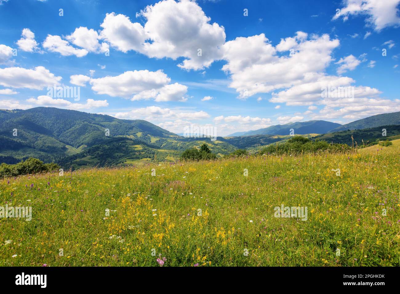 grassy meadows on the hills of ukrainian highlands. sustainable life in ...