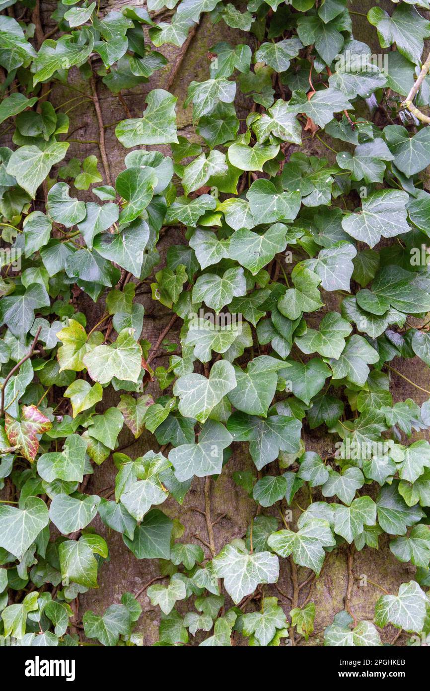Ivy growing on a tree, good looking but invasive and damaging to the ...