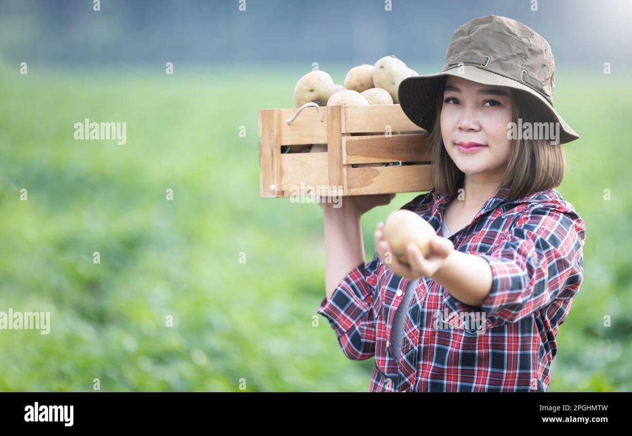 Farmer carrying potatoes in boxes.Storing organic potatoes Growing ...