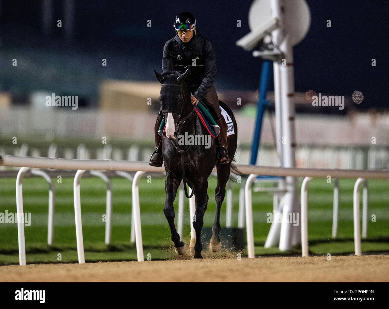 Japanese Horse of the Year Equinox warms up in the early morning track ...