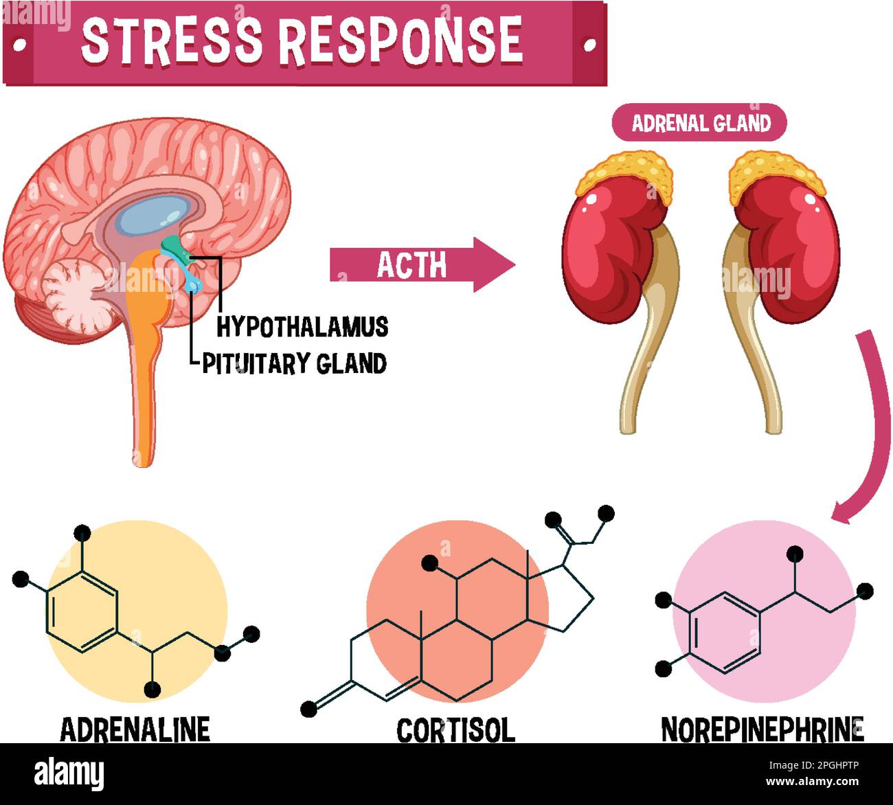 Stress response system scheme illustration Stock Vector Image & Art - Alamy