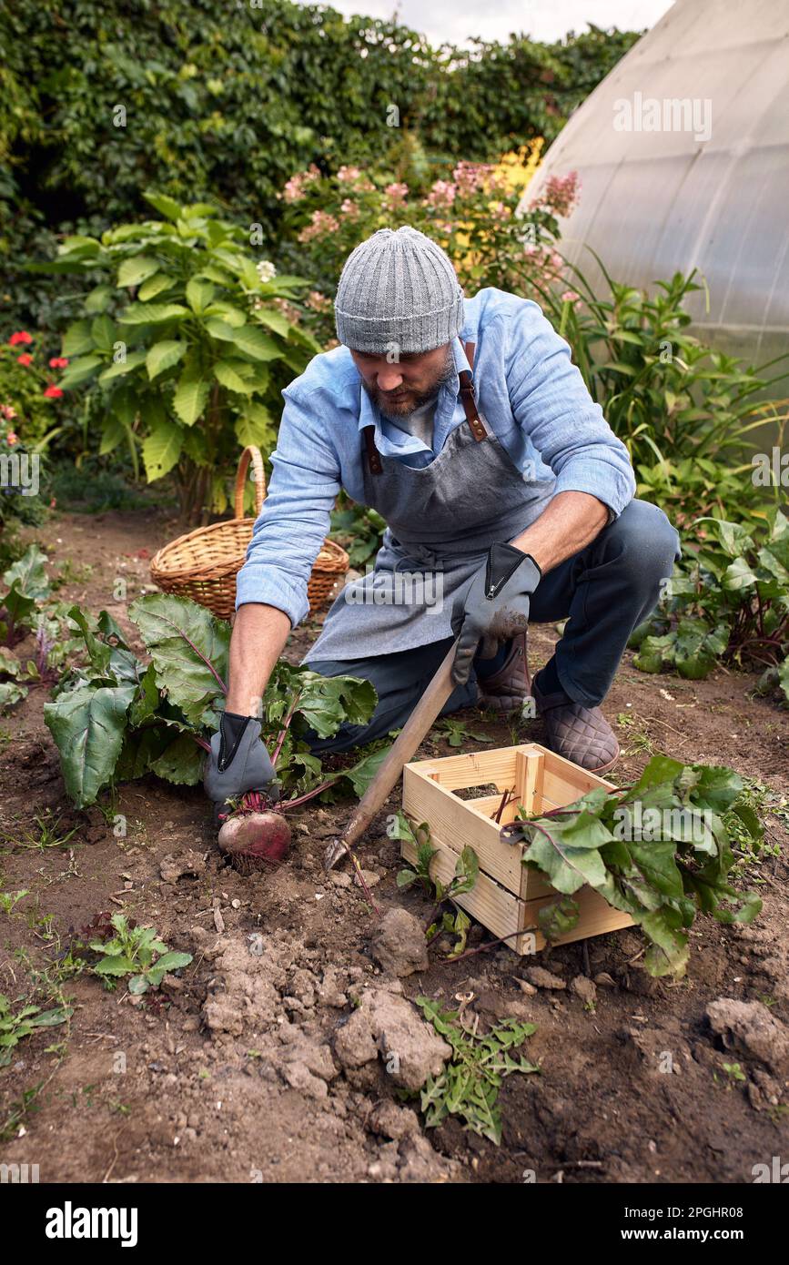 Man planting tomato plants hi-res stock photography and images - Alamy