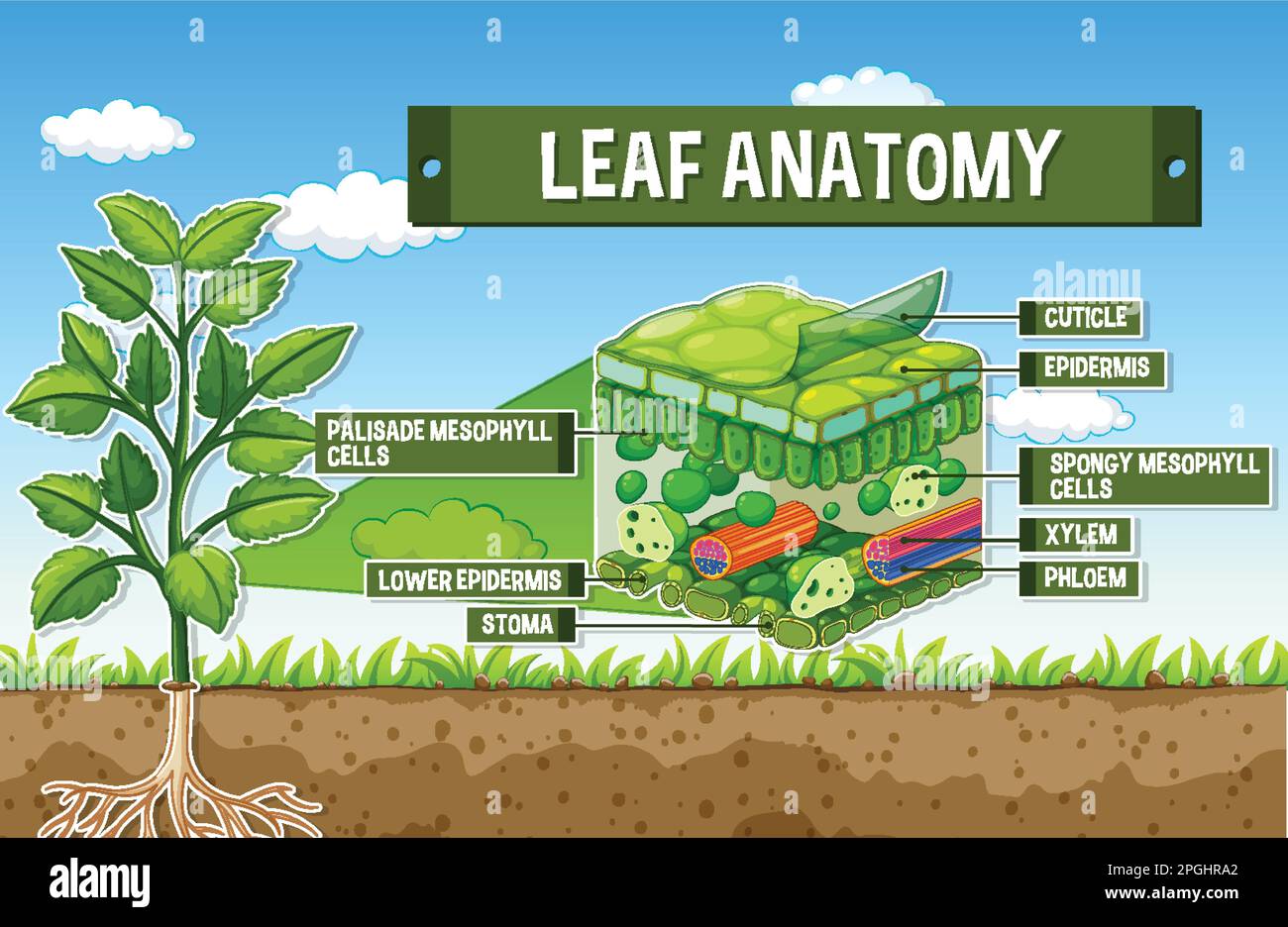 Internal Leaf Anatomy Structure Of A Dicotyledonous Seed