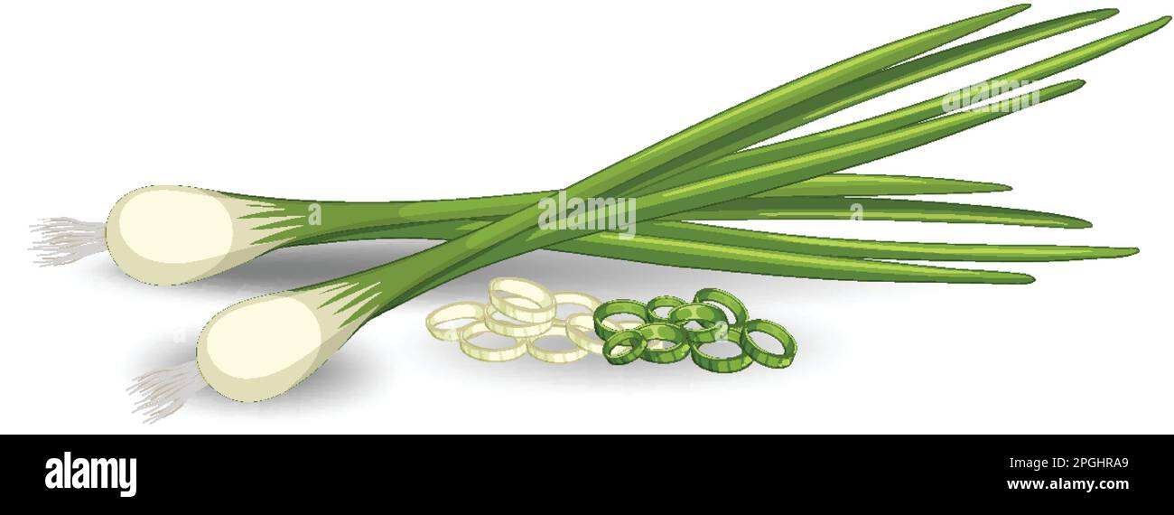 Spring onion in different forms illustration Stock Vector Image & Art ...