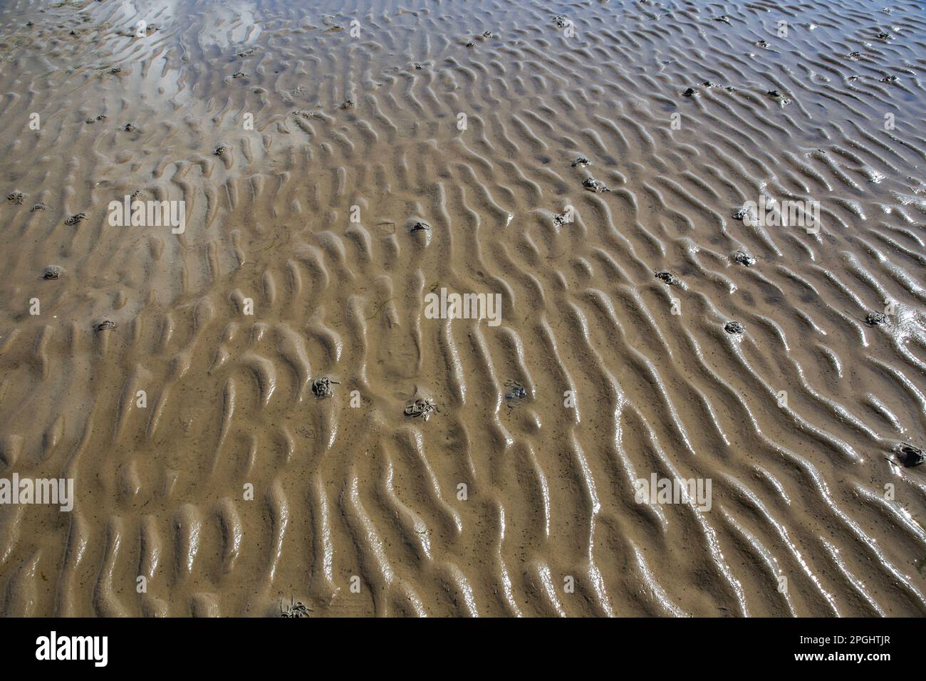 The Broomway, one of the UK's most dangerous footpaths, in the Thames ...
