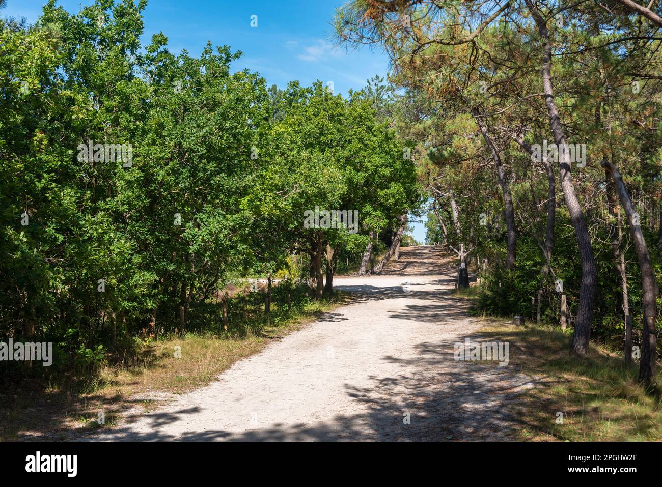 Pine forest in Schoorls dunes nature reserve, Schoorl, North Holland ...