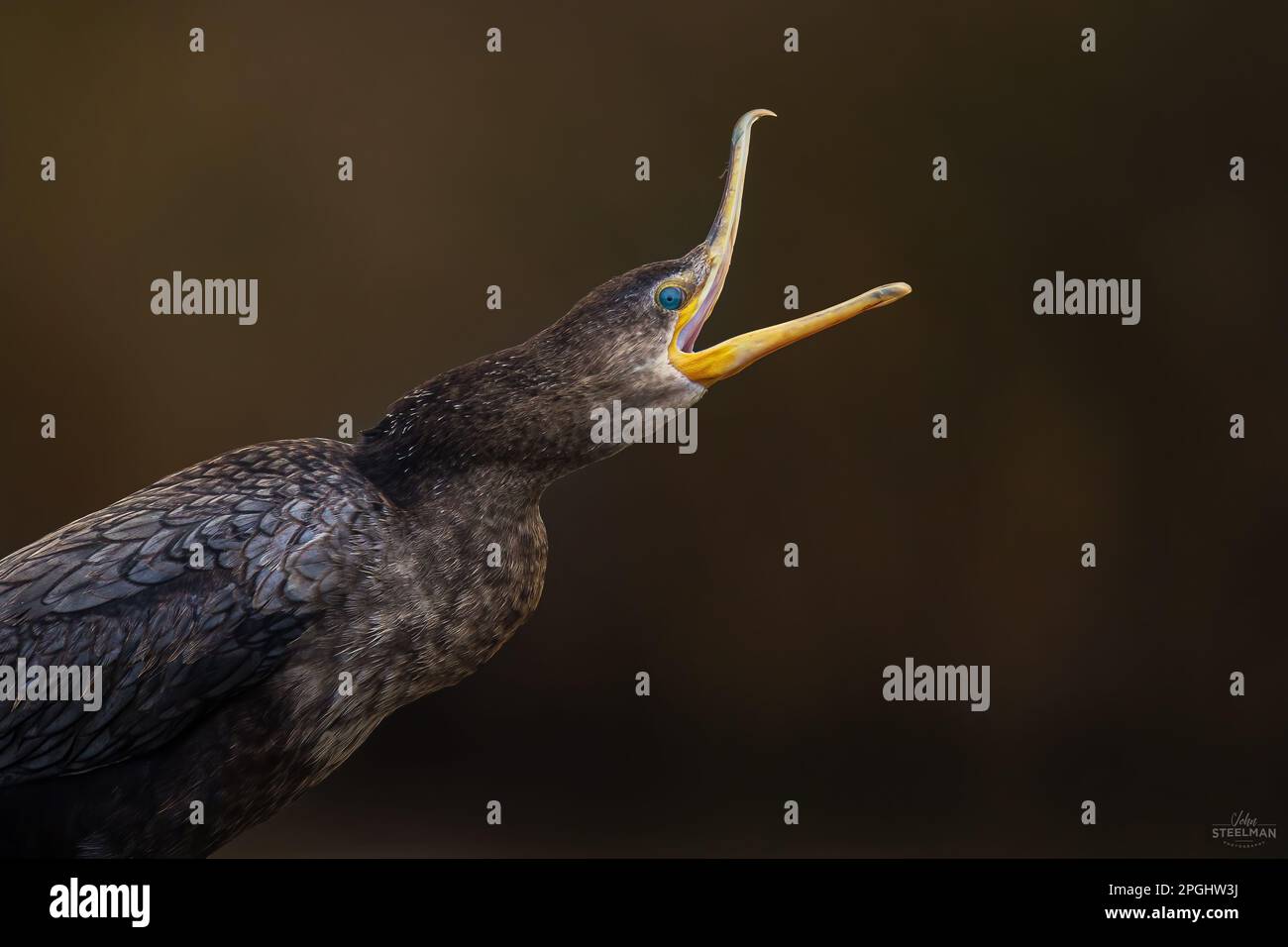 A Great cormorant bird stands with its beak wide open Stock Photo - Alamy