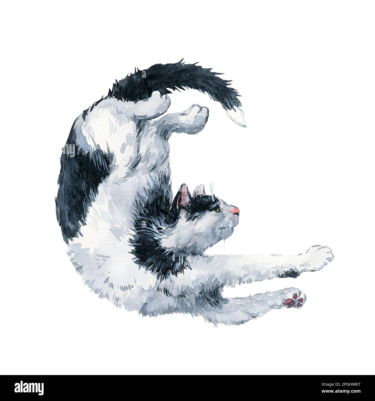 Cute bicolor black and white cat stretching. Amazing pose. View from ...