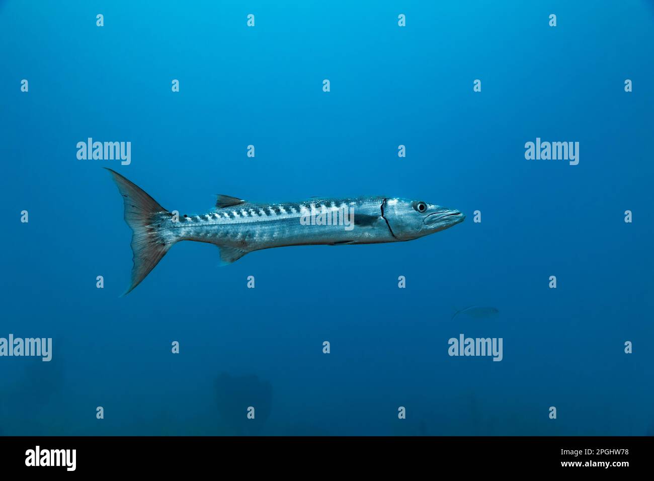 A barracuda scuba fish swimming in a tranquil aquatic environment Stock ...