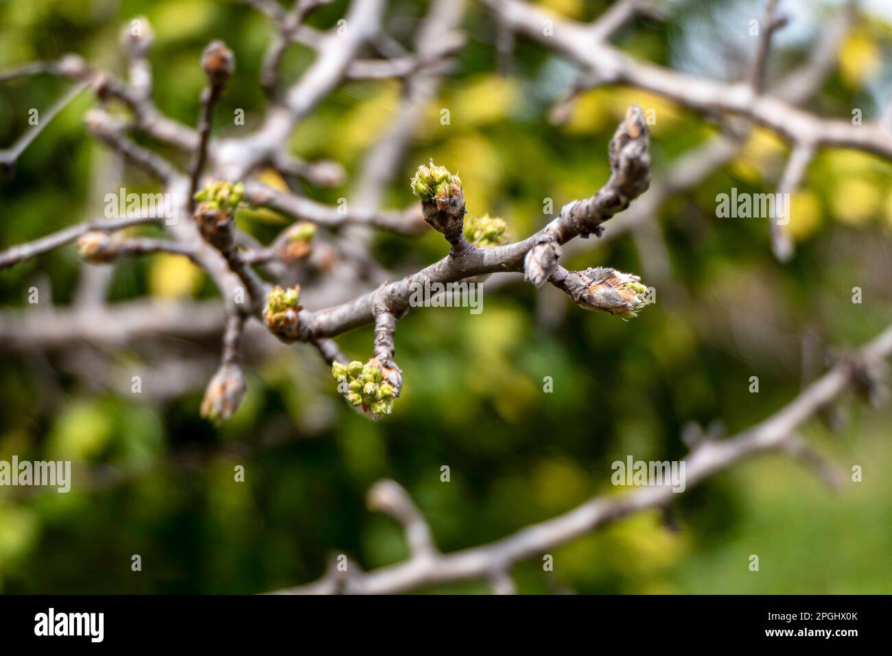 Delicate pink buds of a flowering pear tree close-up Stock Photo - Alamy