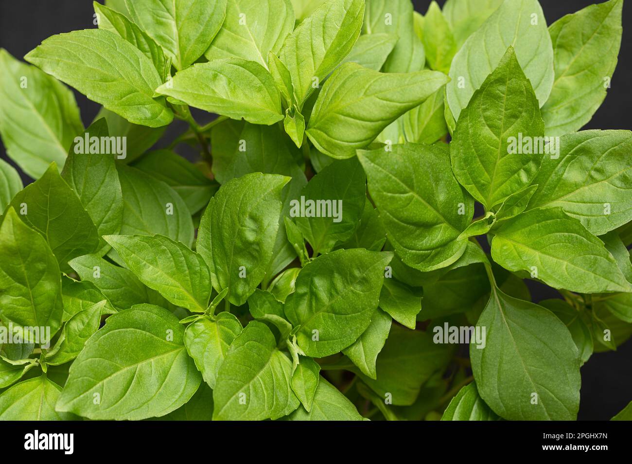 Fresh early-season Thai basil, from above. Green leaves of a sweet ...