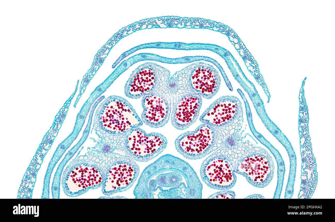 Rapeseed flower bud halve, cross section, 20X light micrograph ...