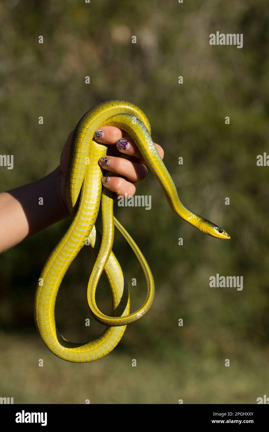 Australia tree frog snake hi-res stock photography and images - Alamy
