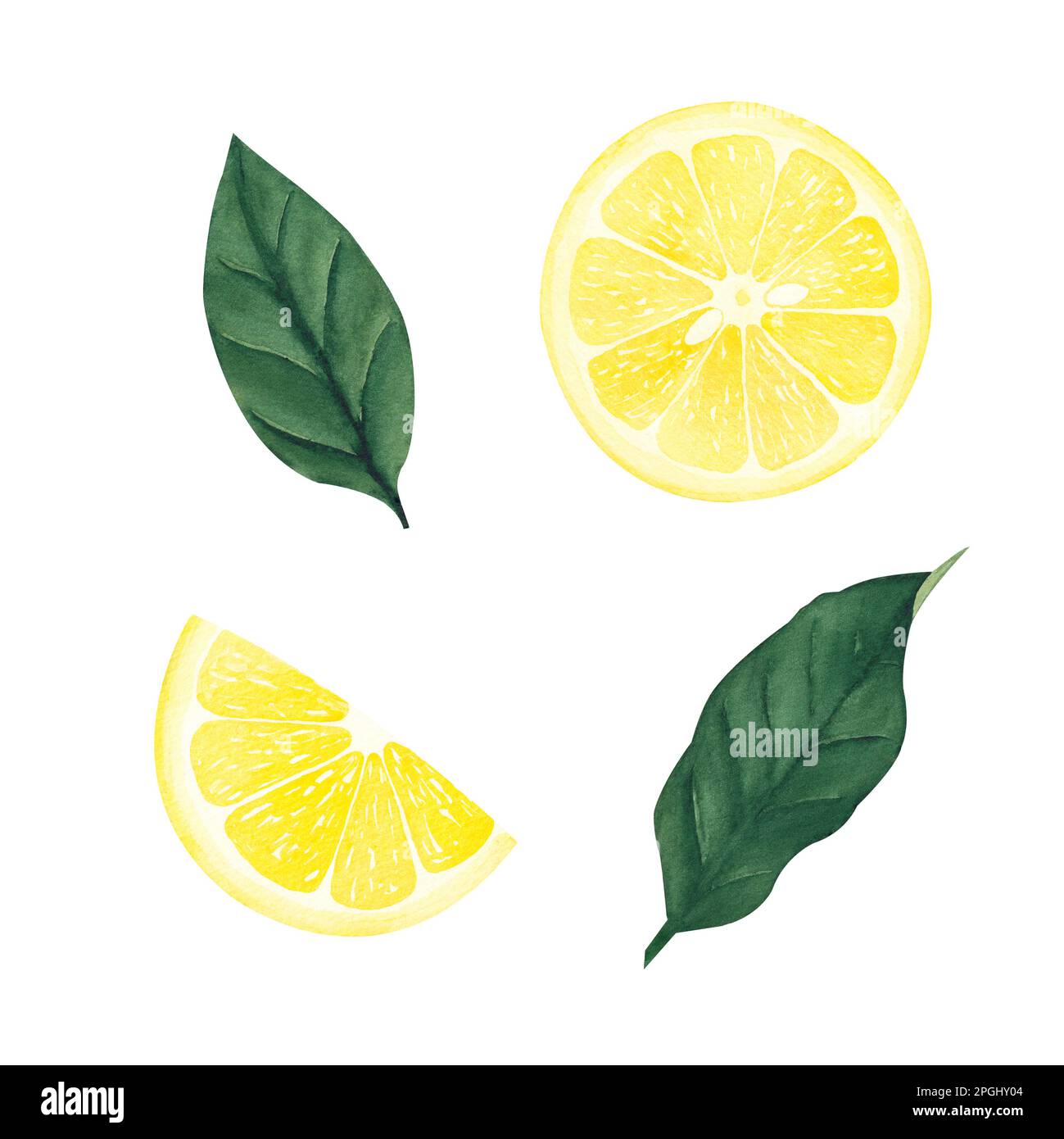 Watercolor botanical set of illlustration of lemon leaf, fruits and ...