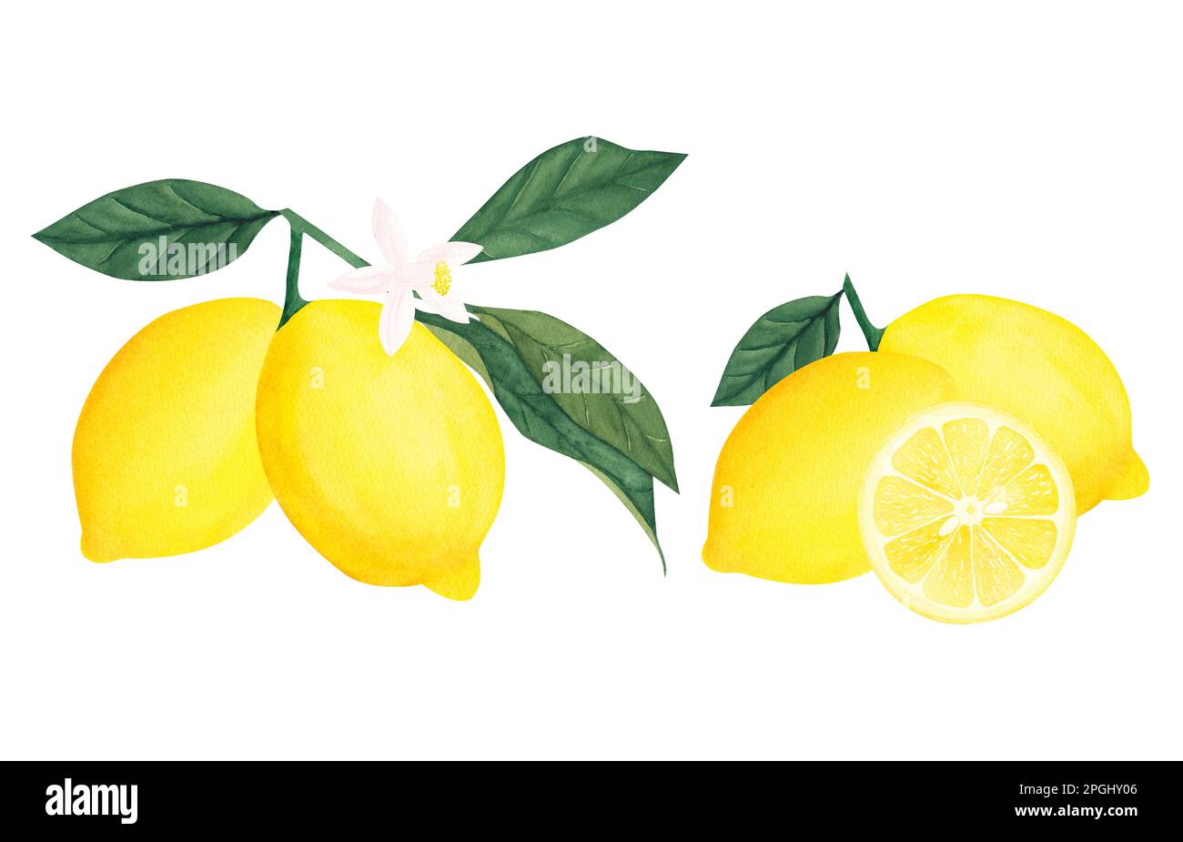 Watercolor botanical illlustration of lemon tree branch with fruits and ...