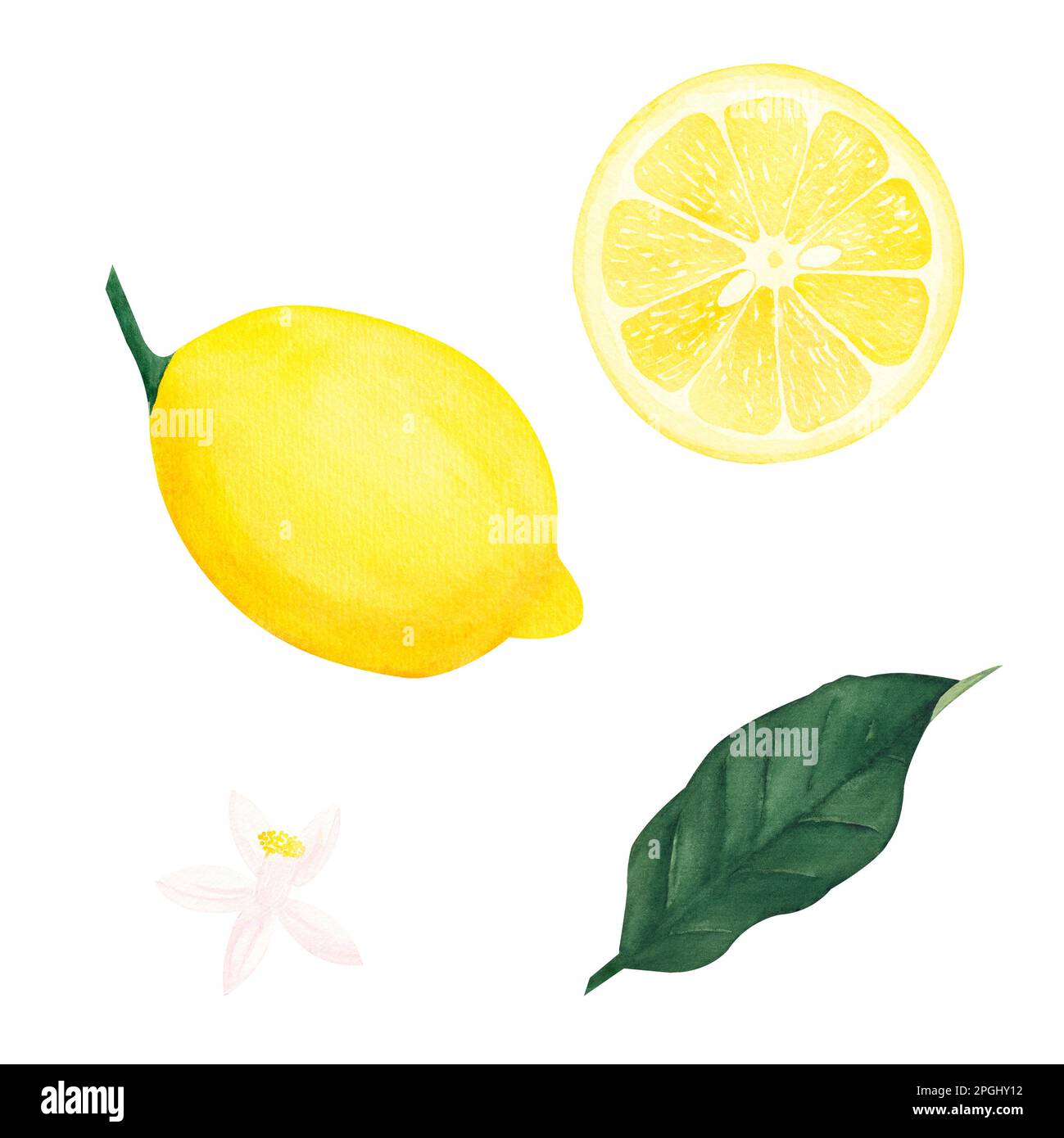 Watercolor botanical set of illlustration of lemon leaf, fruits and ...