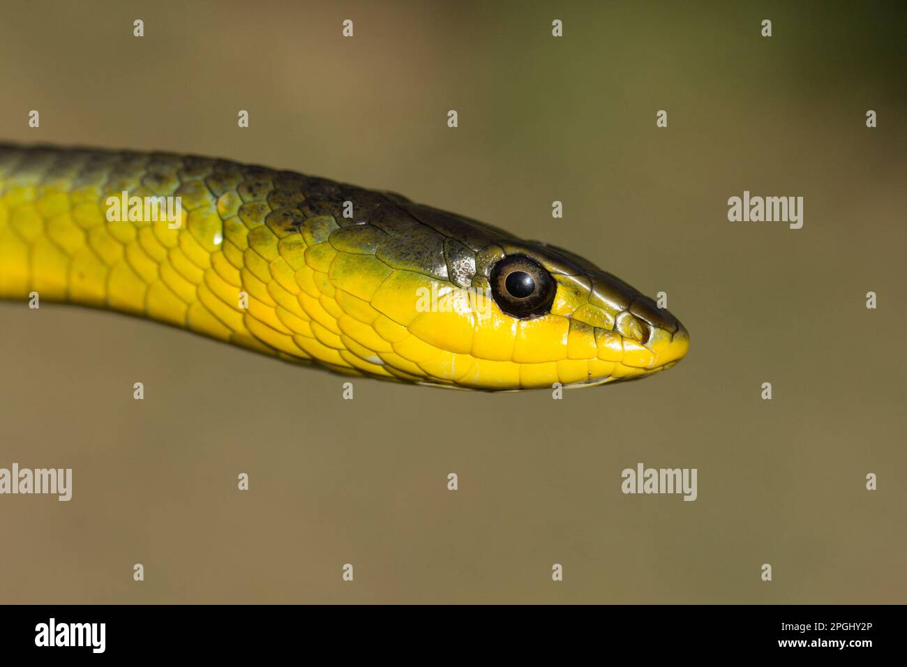 Green tree snake hi-res stock photography and images - Alamy