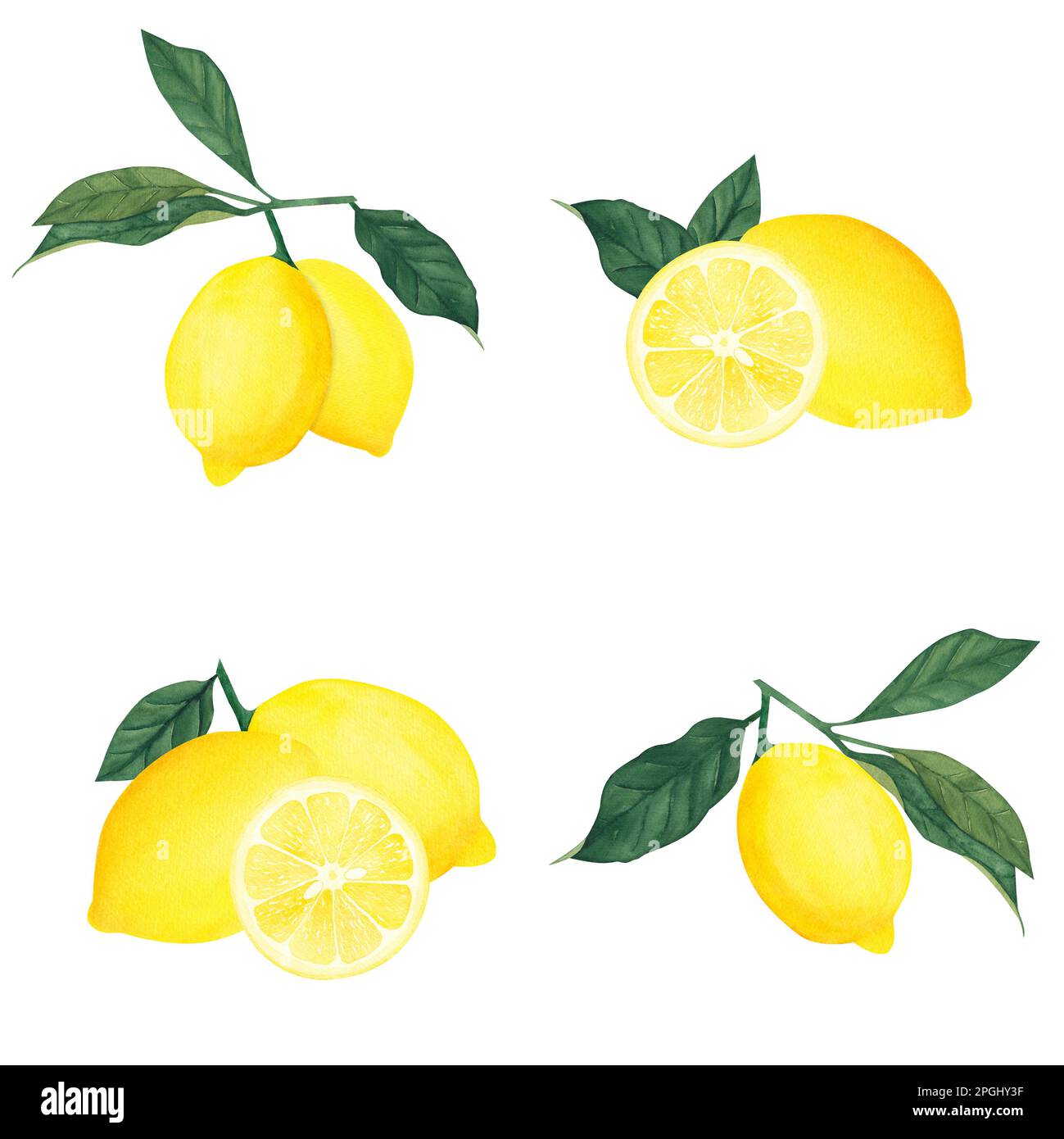 Watercolor botanical set of illlustration of lemon leaf,fruits and ...