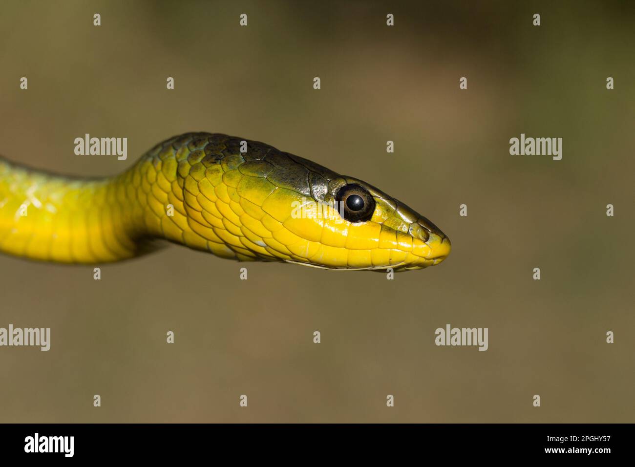 Australian tree snake hi-res stock photography and images - Alamy