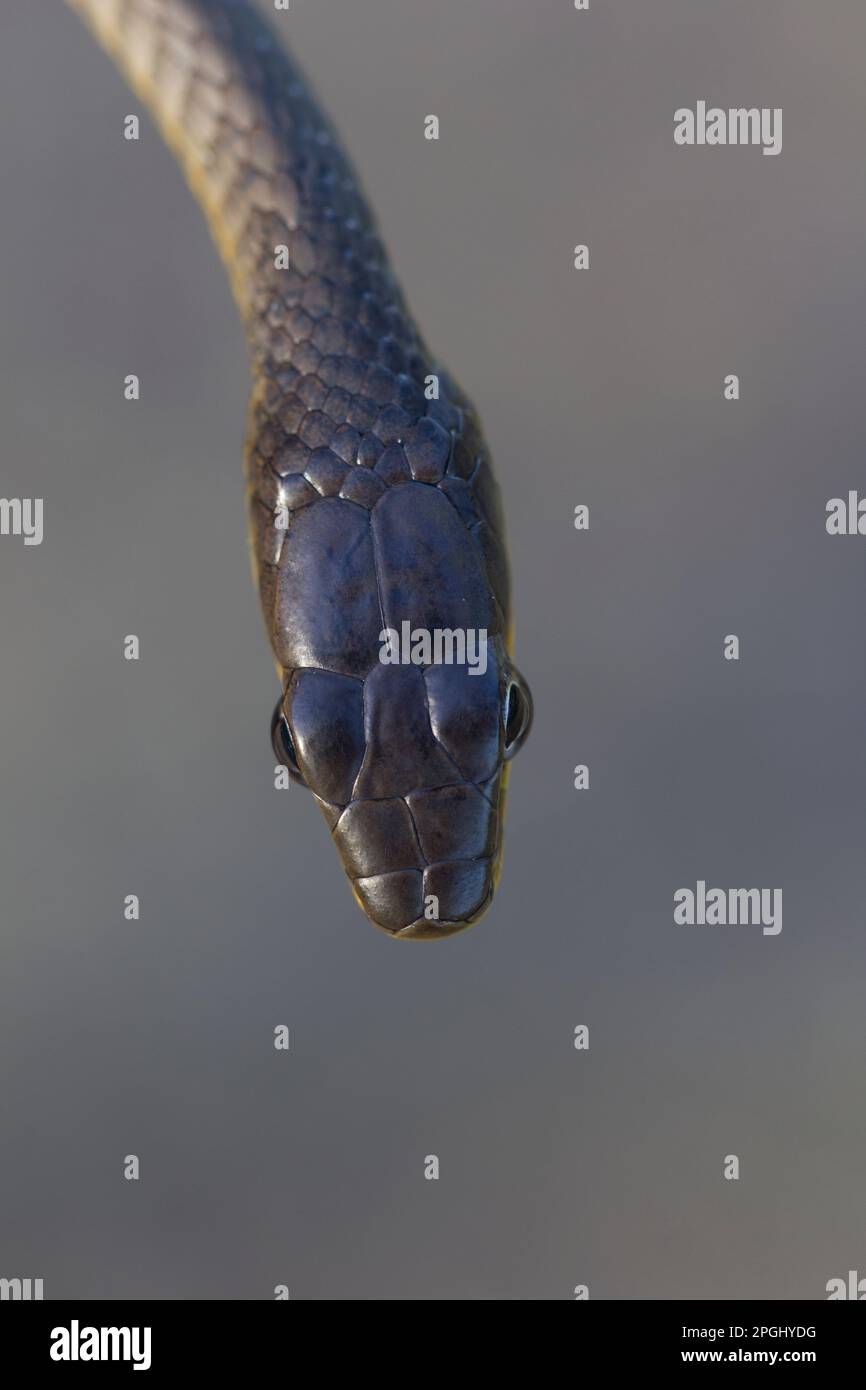 Australian tree snake hi-res stock photography and images - Alamy