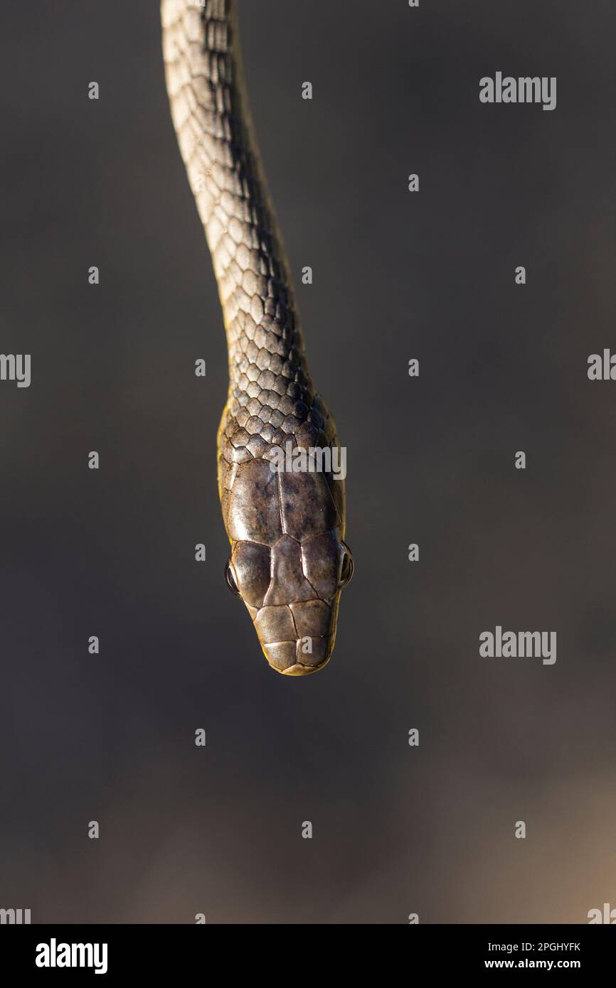 Australian tree snake hi-res stock photography and images - Alamy
