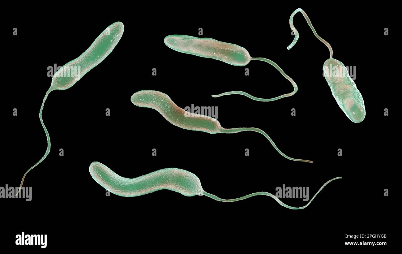 Vibrio cholerae and flagella hi-res stock photography and images - Alamy