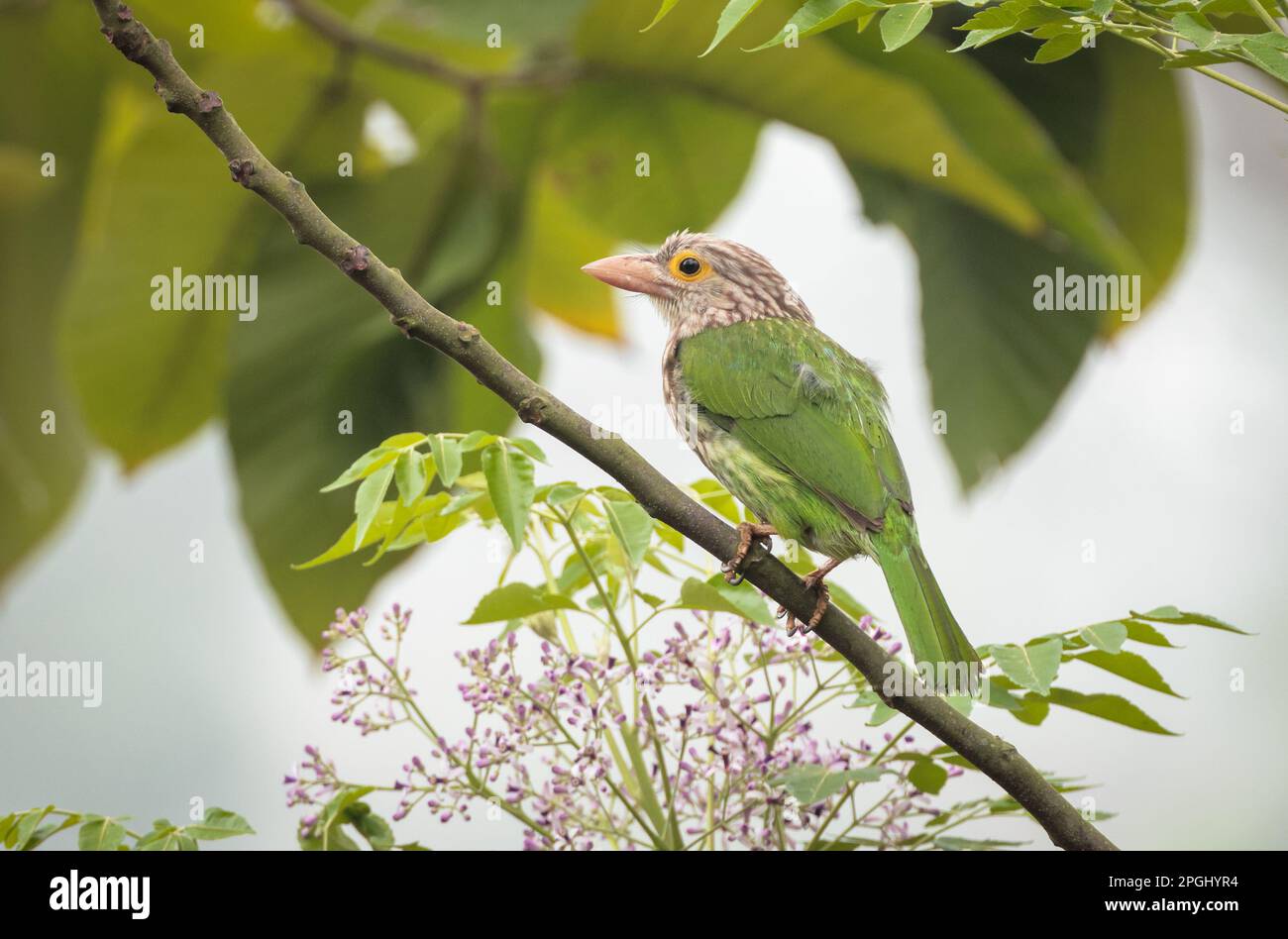 lineated barbet is an Asian barbet native to the Terai, the Brahmaputra ...