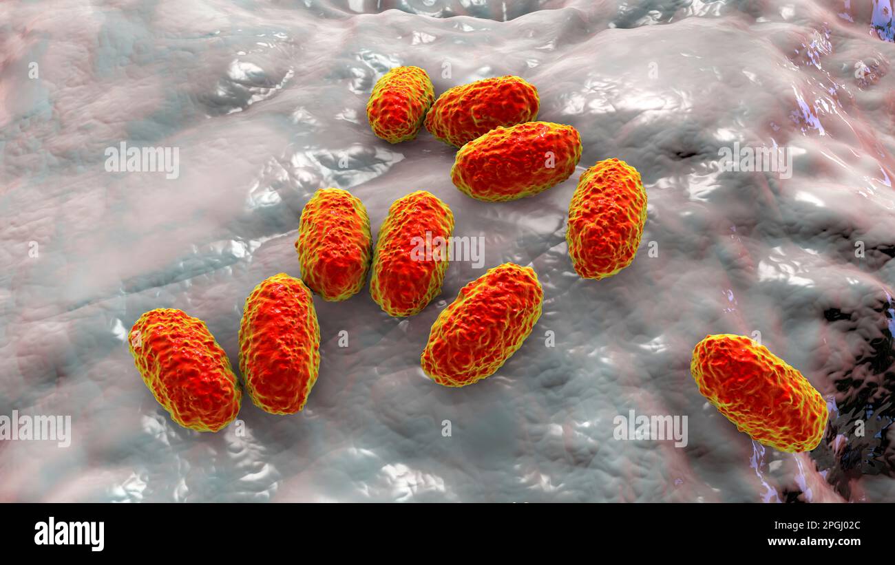 Gram negative coccoid bacterium hi-res stock photography and images - Alamy