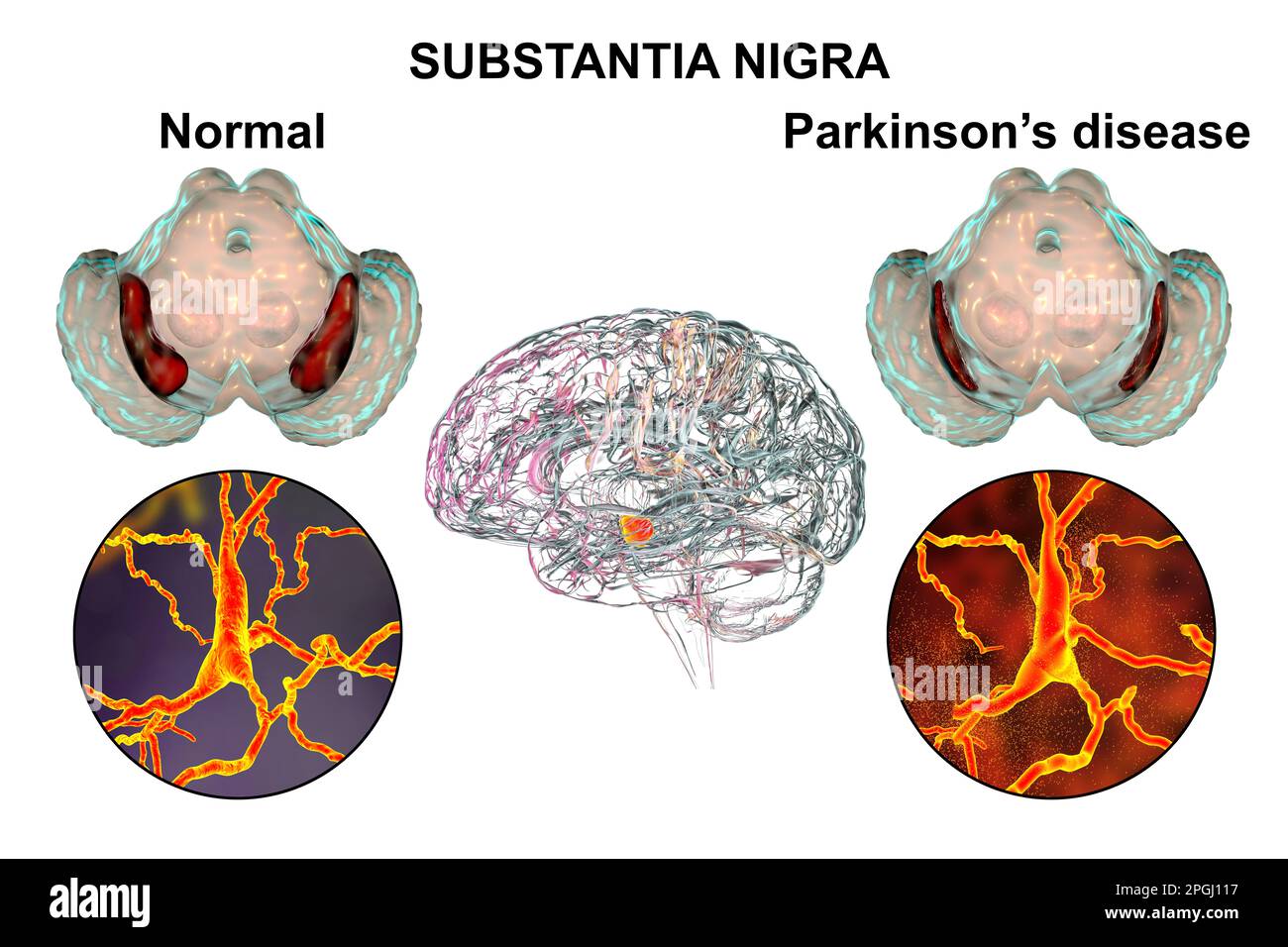 Nerve cell computer artwork of a nerve cell Cut Out Stock Images & Pictures - Alamy