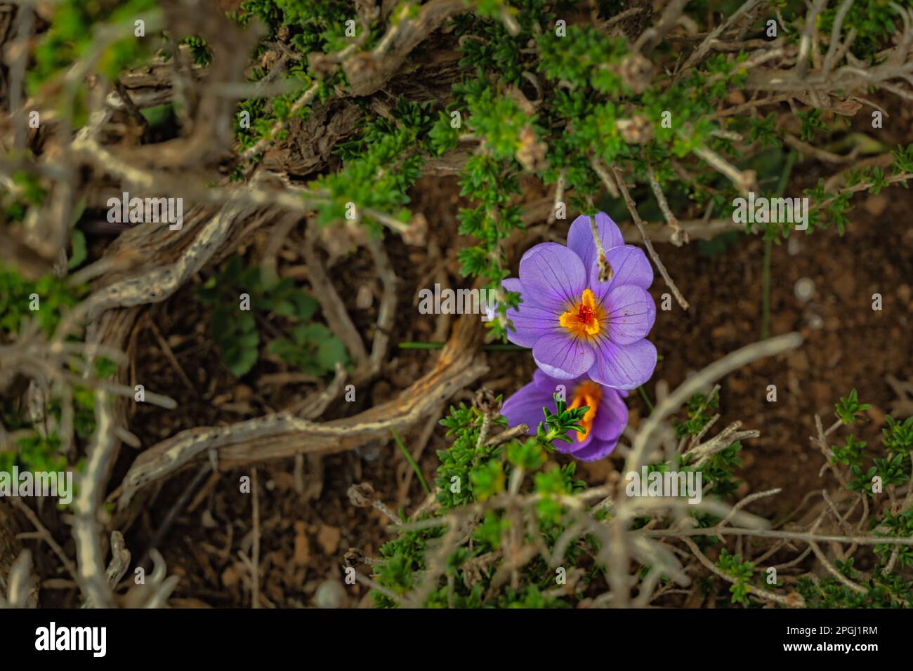 Crocuses bloom among the low Mediterranean vegetation in the Vendicari ...