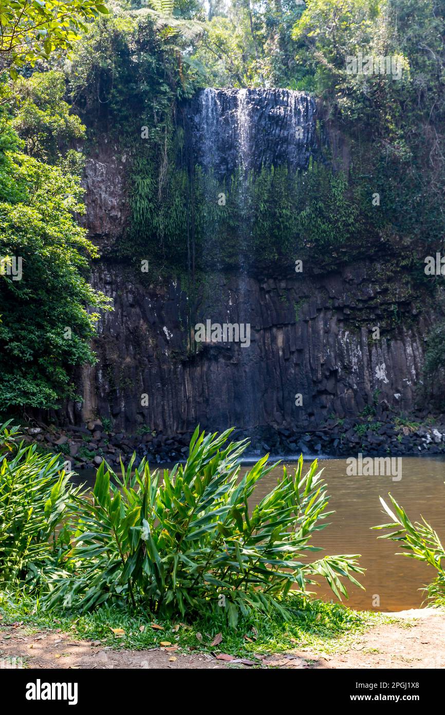 Milla Milla Falls, Atherton Tablelands, Queensland, Australia Stock ...