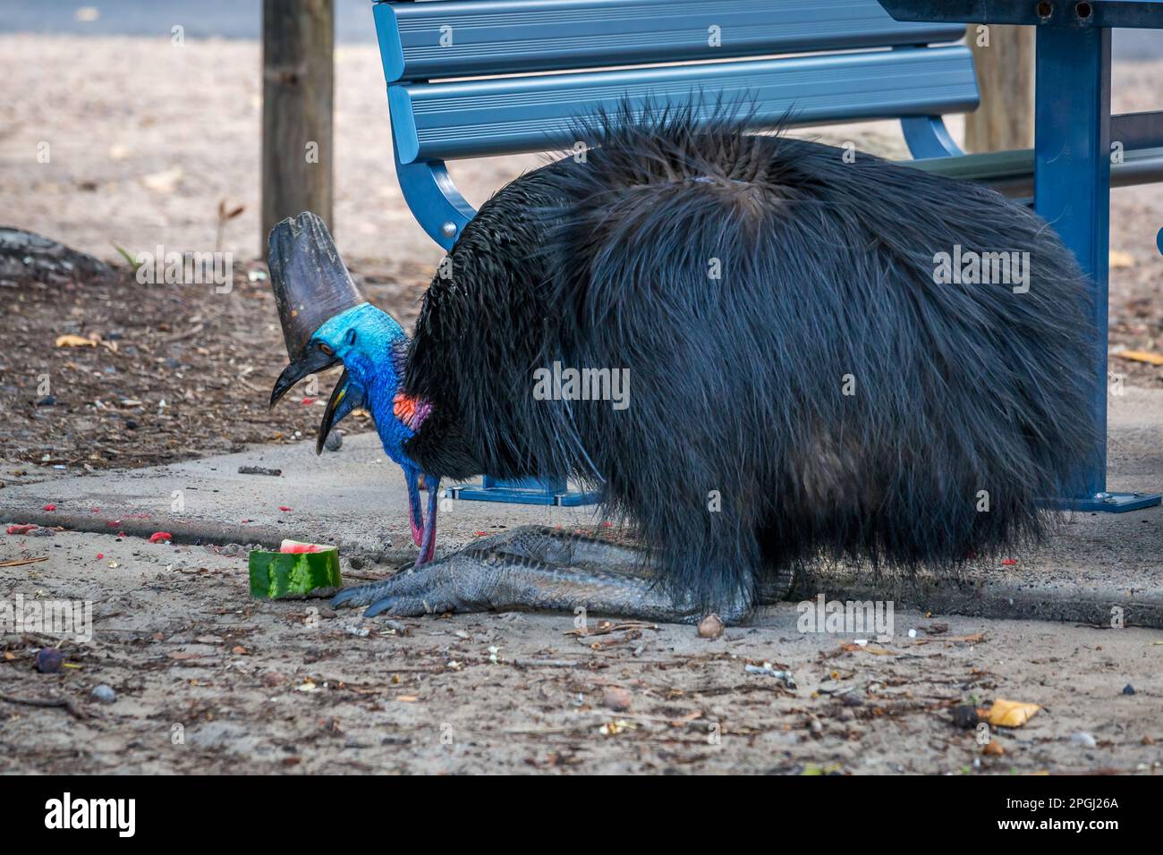 Southern Cassowary Eating Watermelon on Campground of Etty Bay ...