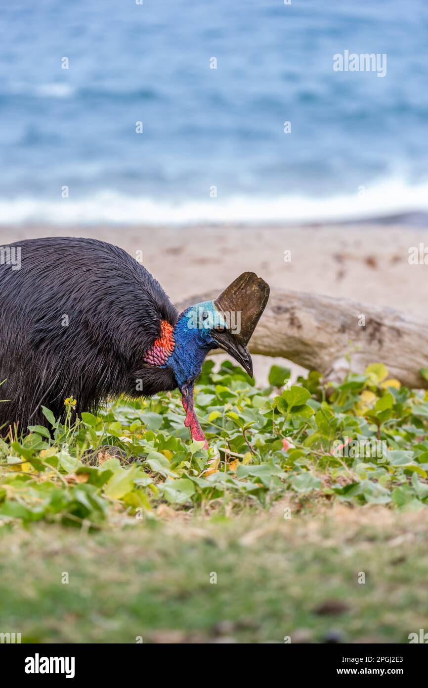 Southern Cassowary Eating Watermelon on the Beach of Etty Bay ...