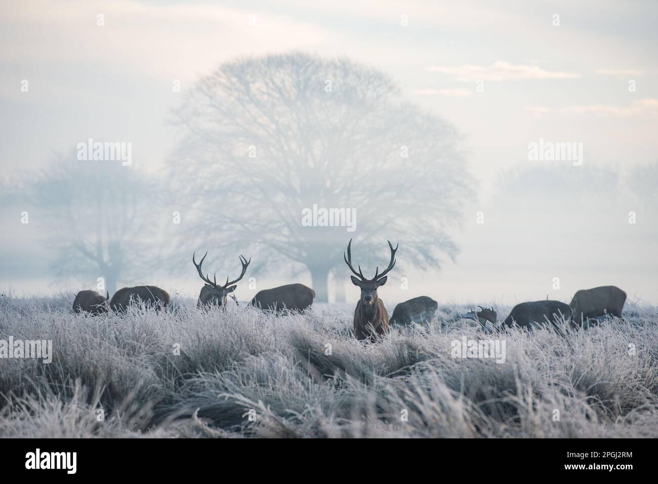 Group stag deer scotland highlands hi-res stock photography and images ...