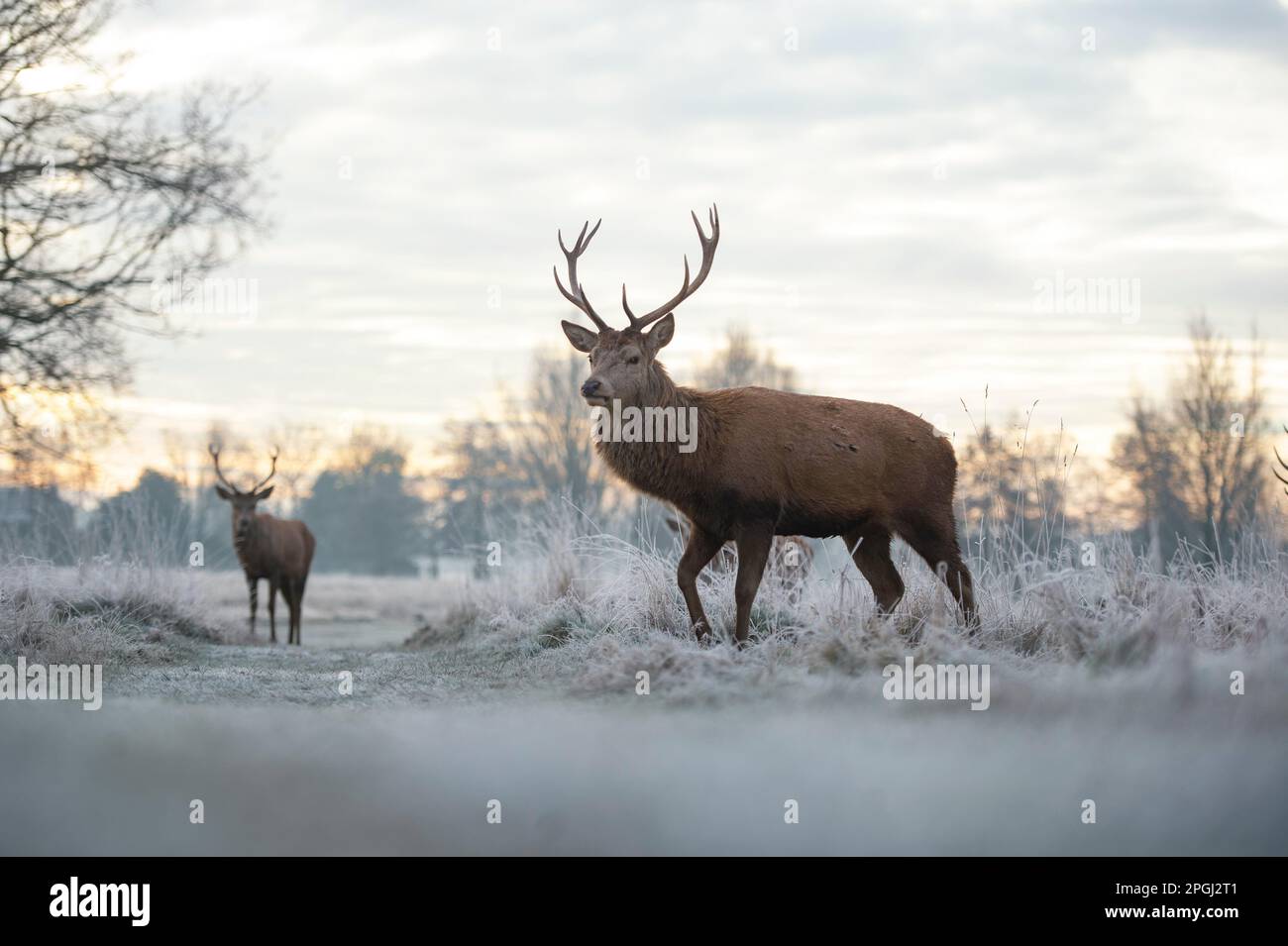 Royal Stag Photos Wallpaper