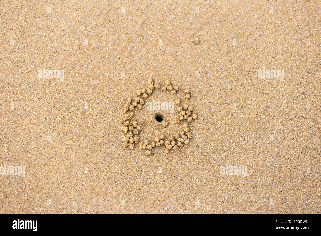 Small Balls of Sand Bubbler Crab on Mission Beach, Queensland ...