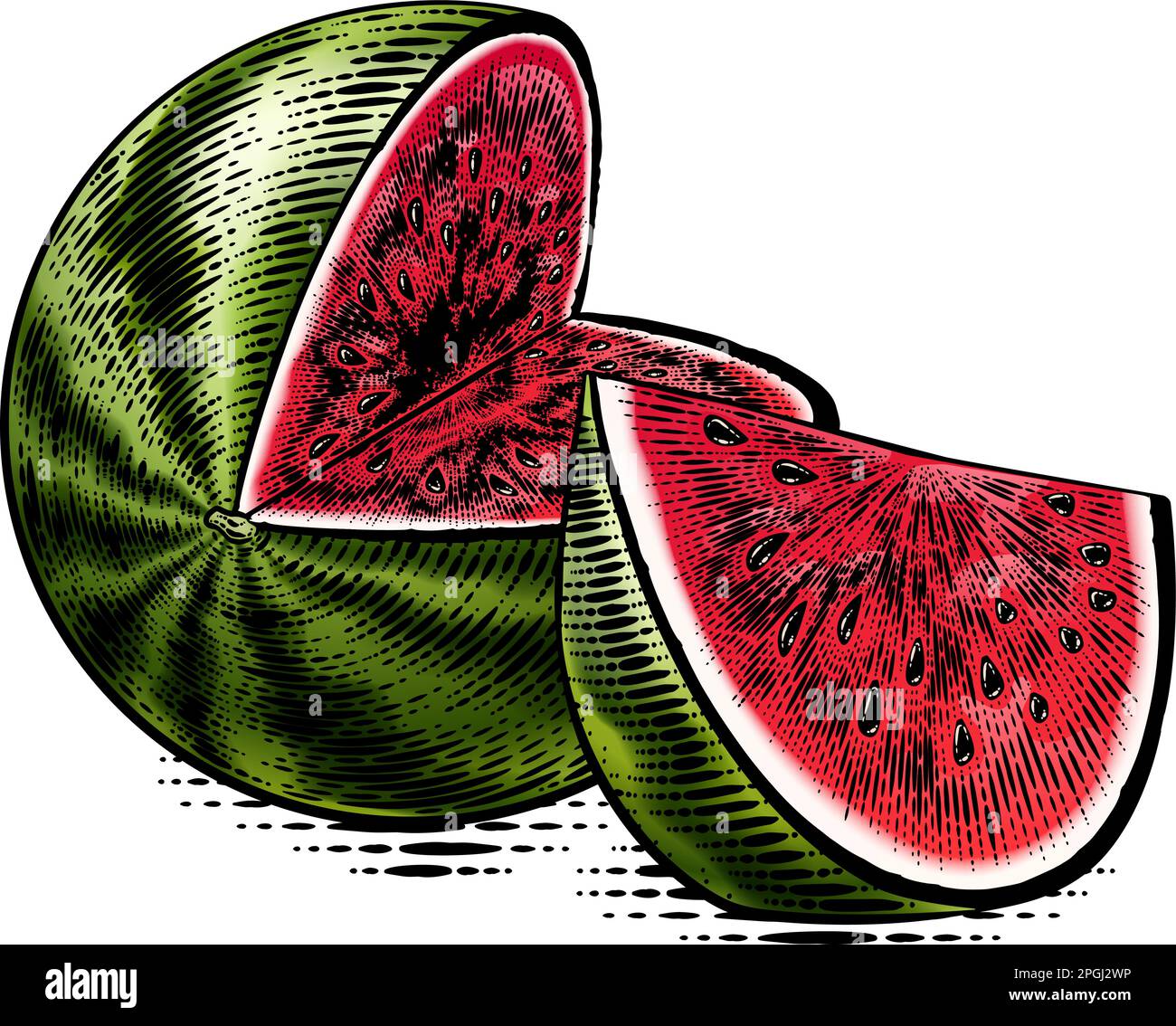 Watermelon Vintage Woodcut Engraved Style Drawing Stock Vector Image ...