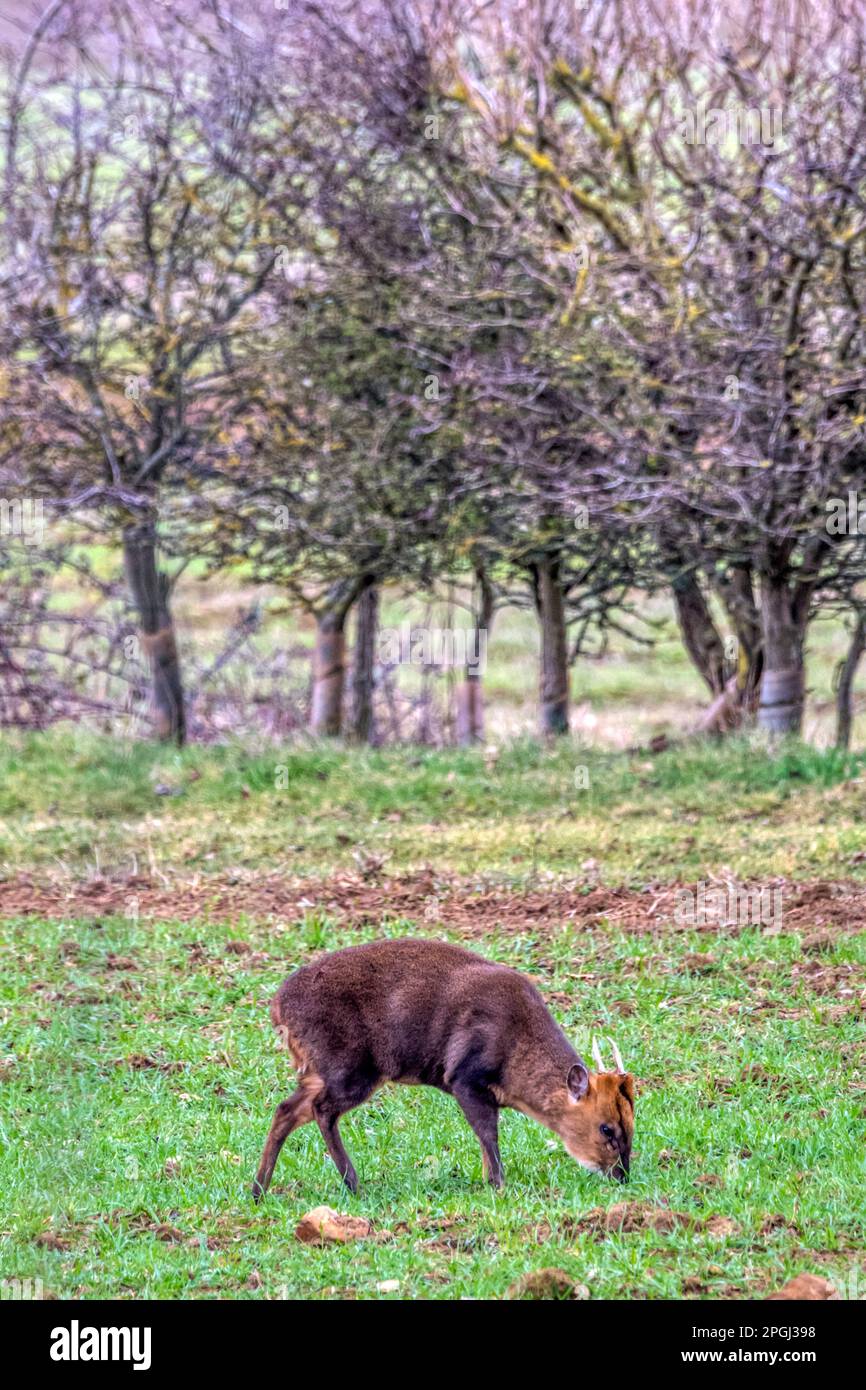 Male muntjac deer, Muntiacus reevesi, browsing in a Norfolk field Stock ...