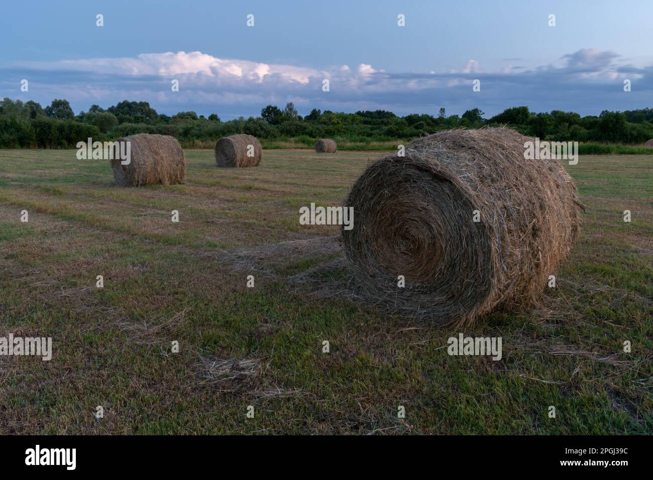Round hay bales in flat field during blue hour, roll bales in field at ...