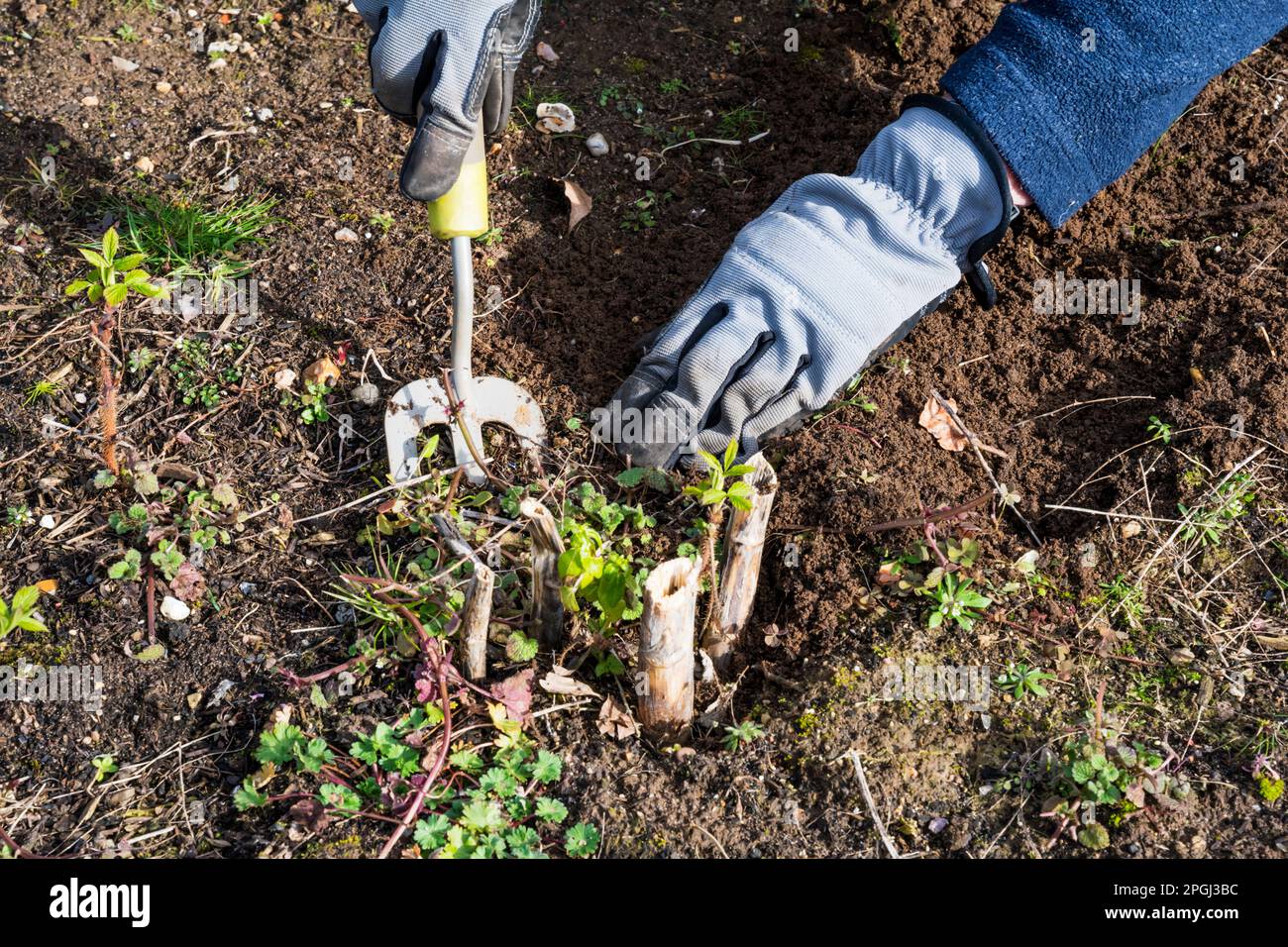 Hand weeding asparagus bed, ready for new growing season Stock Photo ...