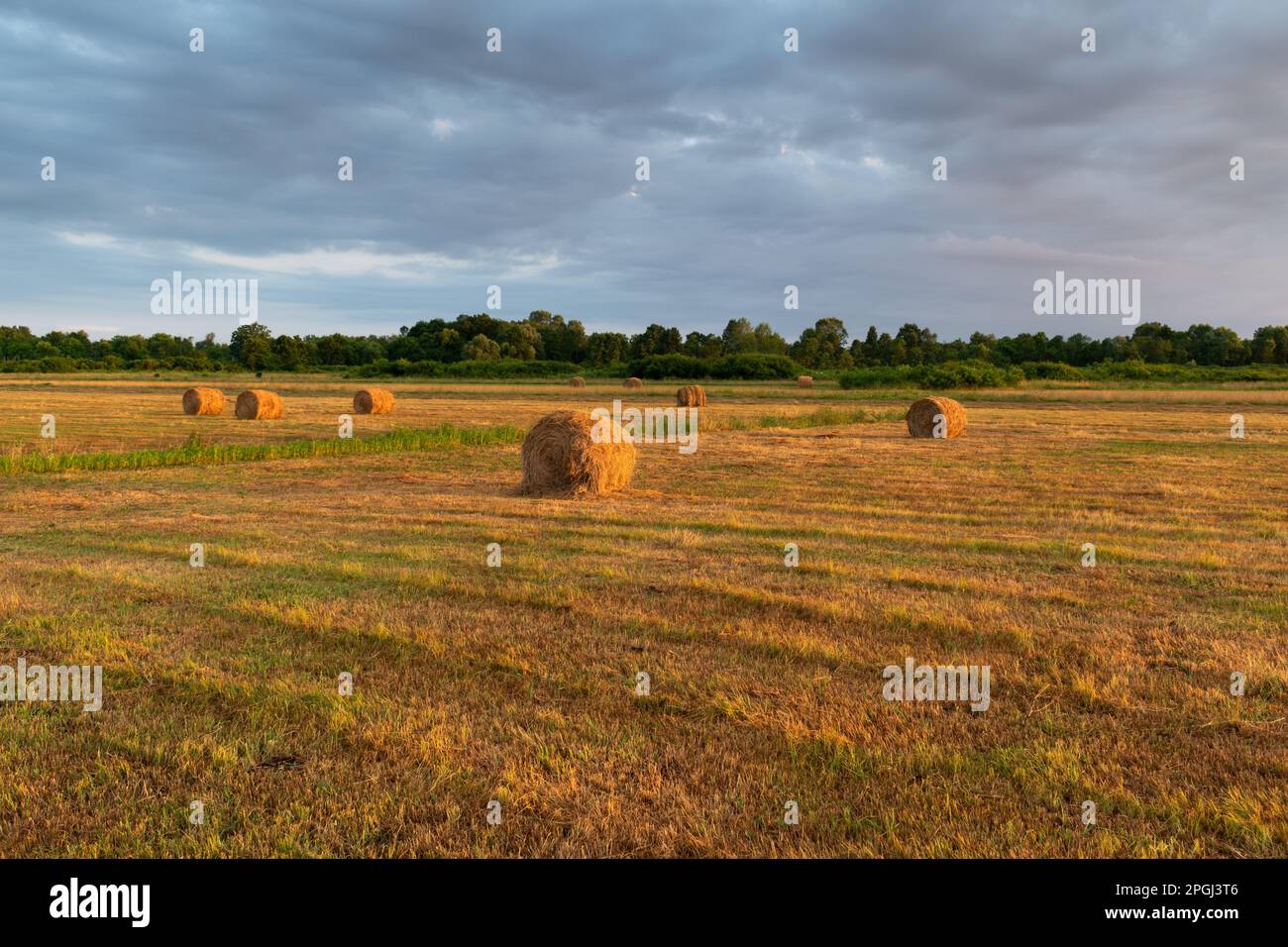Rolls of hay in field at sunset, roll bales in golden sunlight and dark ...