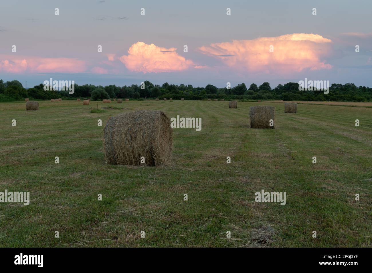 Flat field with roll bales and cumulonimbus cloud illuminated with ...