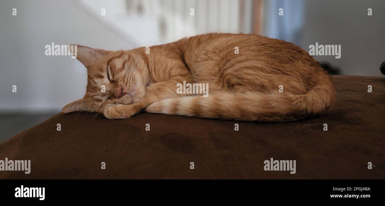 A ginger cat lies curled up and deeply asleep atop a wooden table, its ...