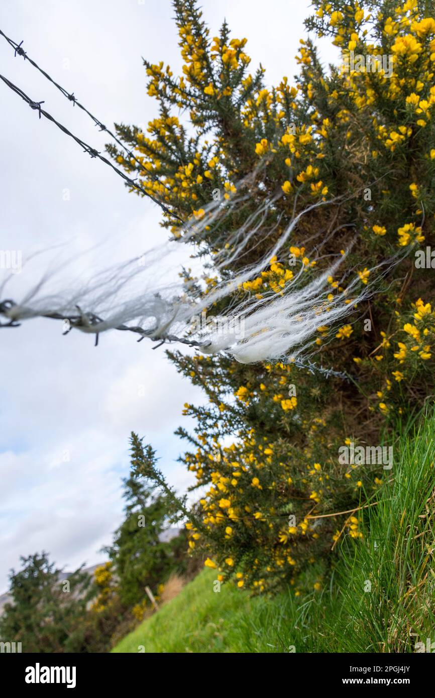 Ardara, County Donegal, Ireland weather. 23rd March 2023. Sheep's wool ...