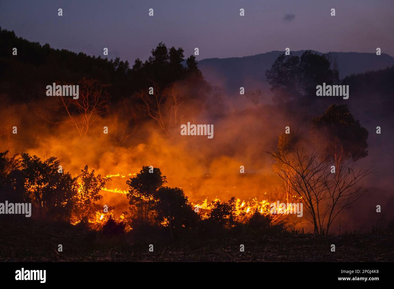 Forest fire at nighttime Stock Photo - Alamy