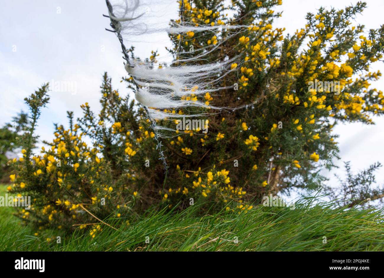 Ardara, County Donegal, Ireland weather. 23rd March 2023. Sheep's wool ...