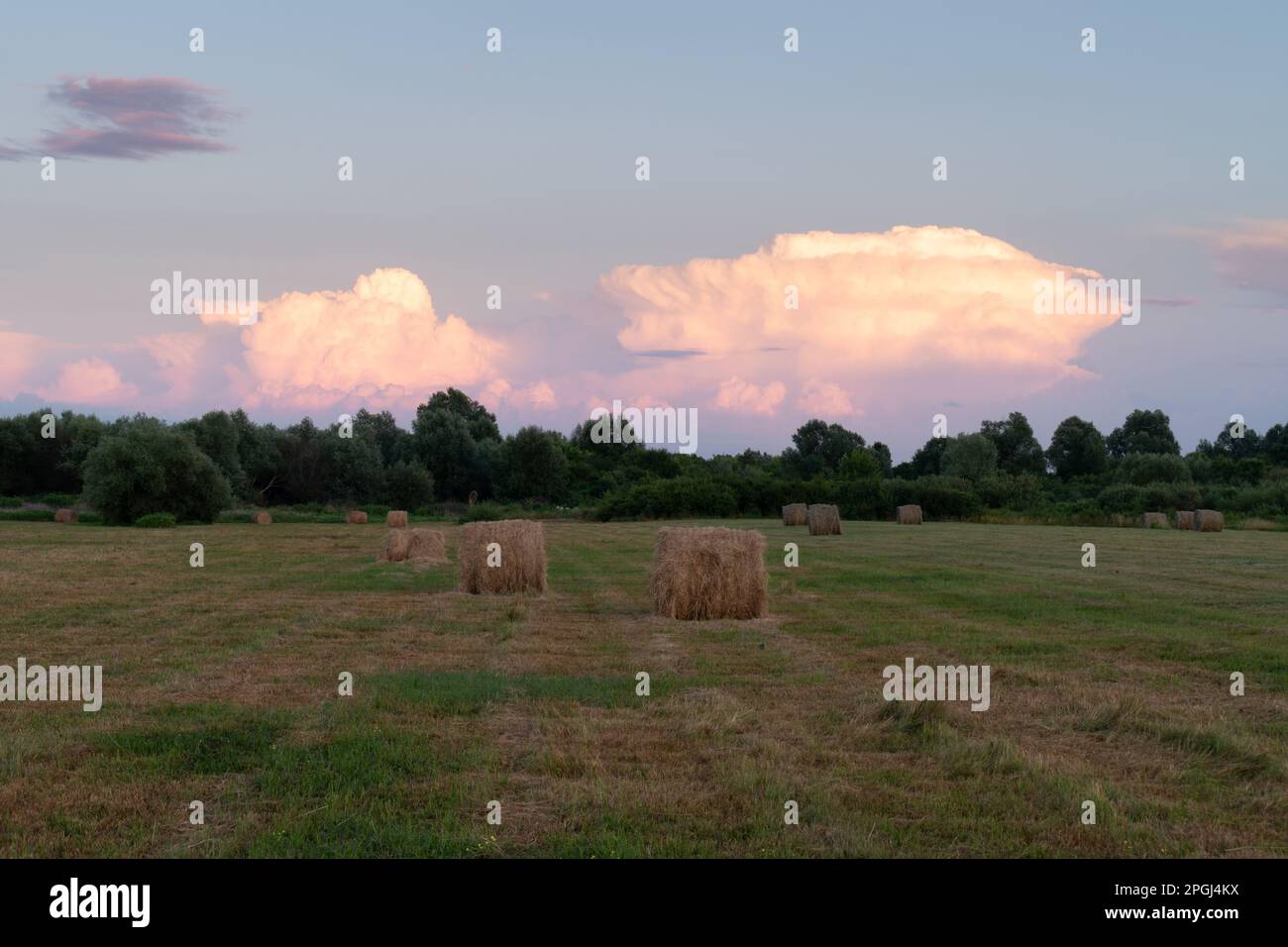 Flat field with roll bales and cumulonimbus cloud illuminated with ...